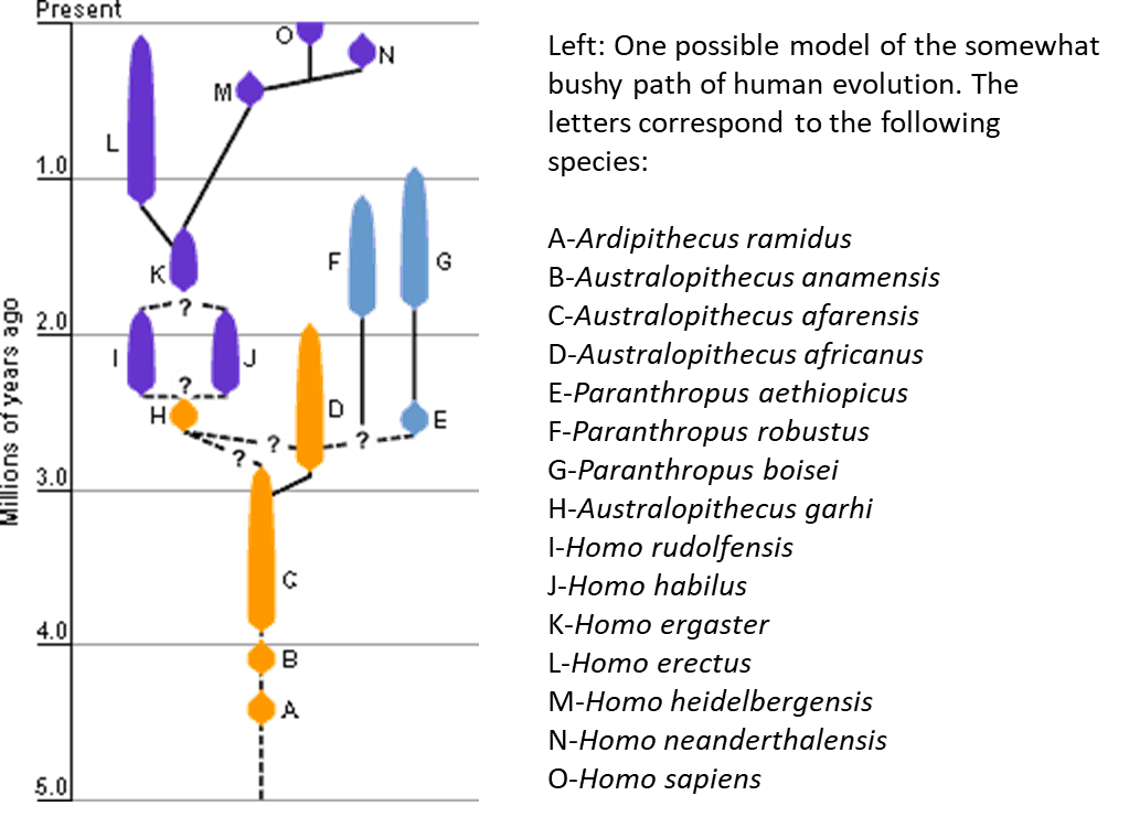 Evolution, Part II: Evolution in Action – Debunking Denial