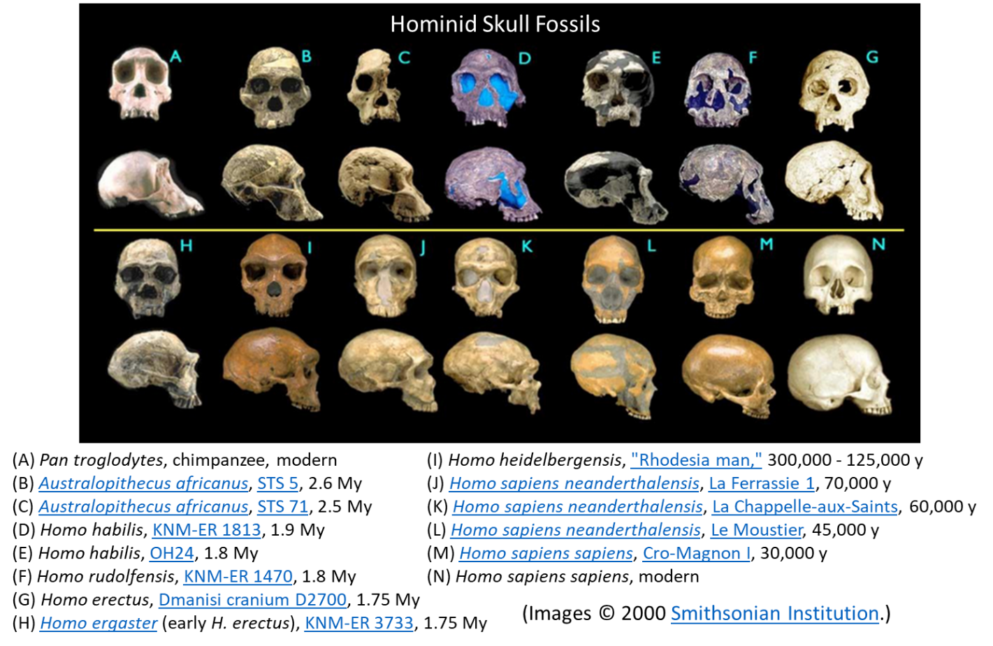 Evolution, Part II: Evolution in Action – Debunking Denial